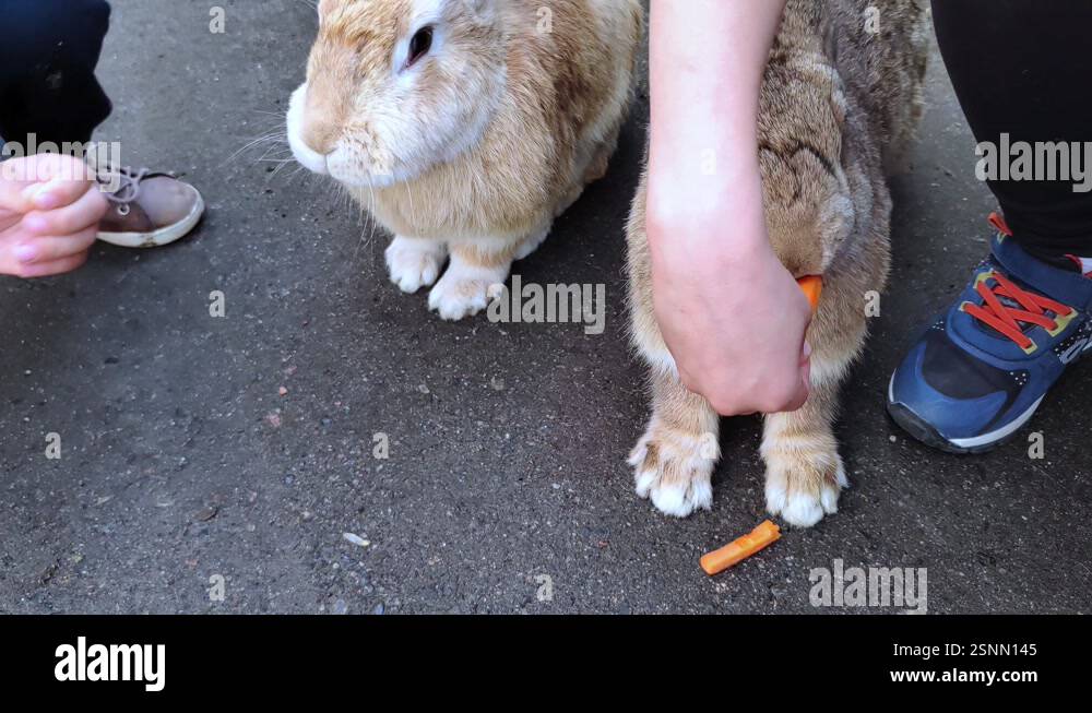A child feeding a cute rabbits with a carrot. A family of rabbits Stock ...