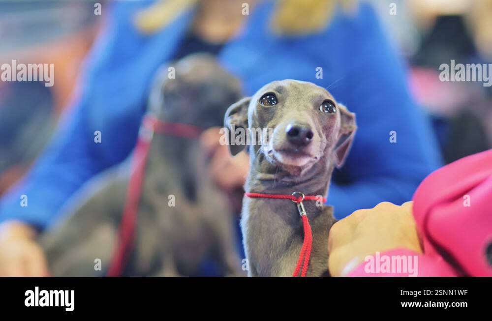 Italian Greyhounds at a Dog Show - Focus Shifts Between Two Graceful ...