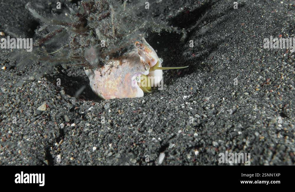 mollusc with eyes on stalks Stock Video Footage - Alamy