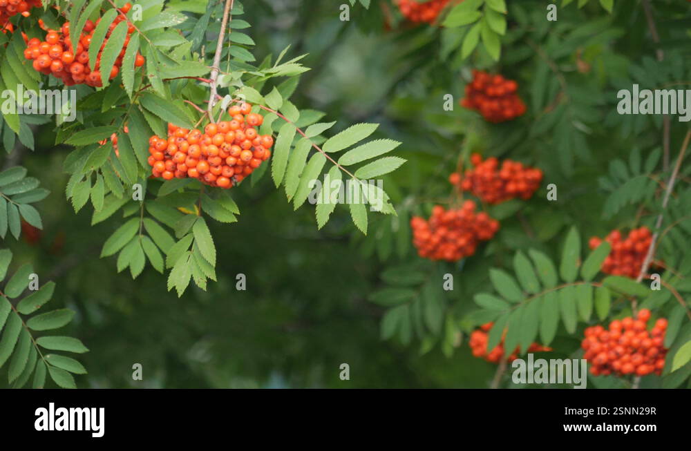 Orange rowanberry sorbus aucuparia Stock Videos & Footage - HD and 4K ...