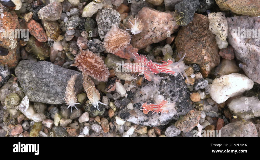 Different species of sea slugs, phylum Mollusca. White Sea Stock Video ...