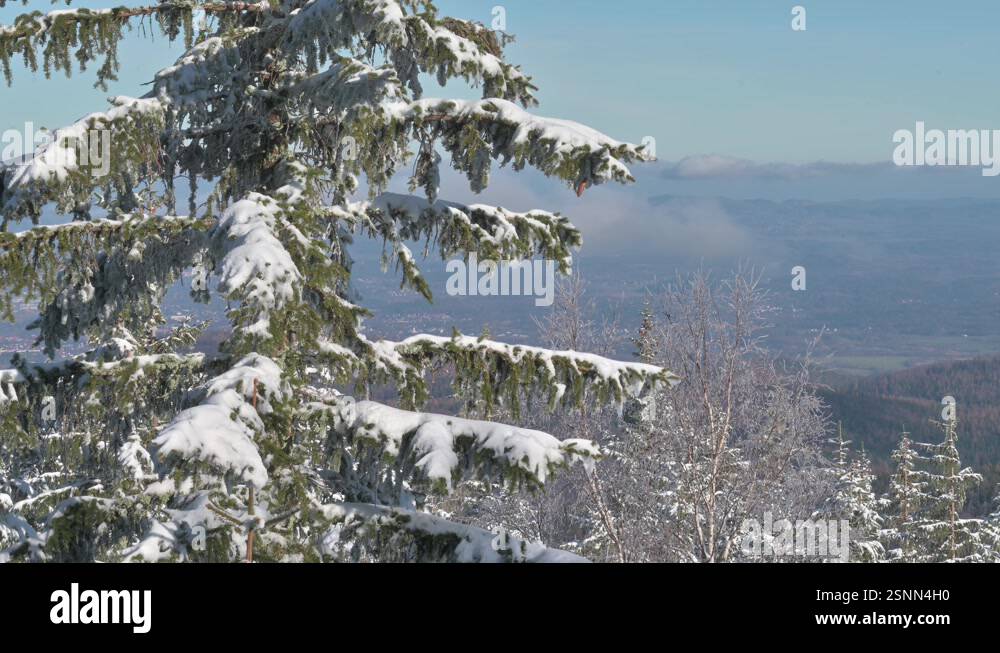 Branches snowy conifer tree Stock Videos & Footage - HD and 4K Video ...