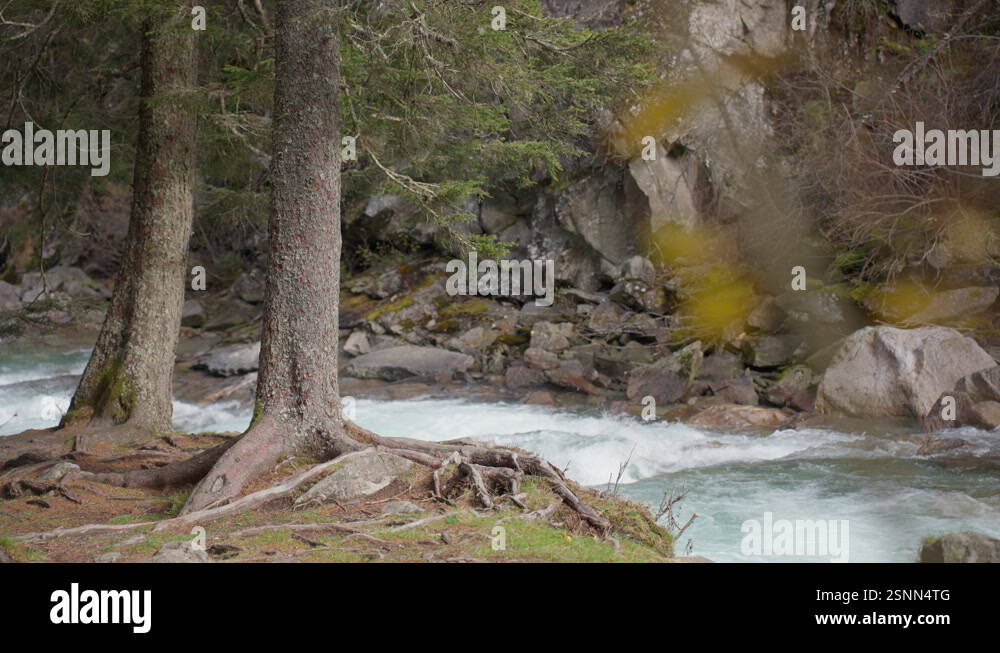 Lush riverbank surrounded by trees with flowing water and rocky terrain ...