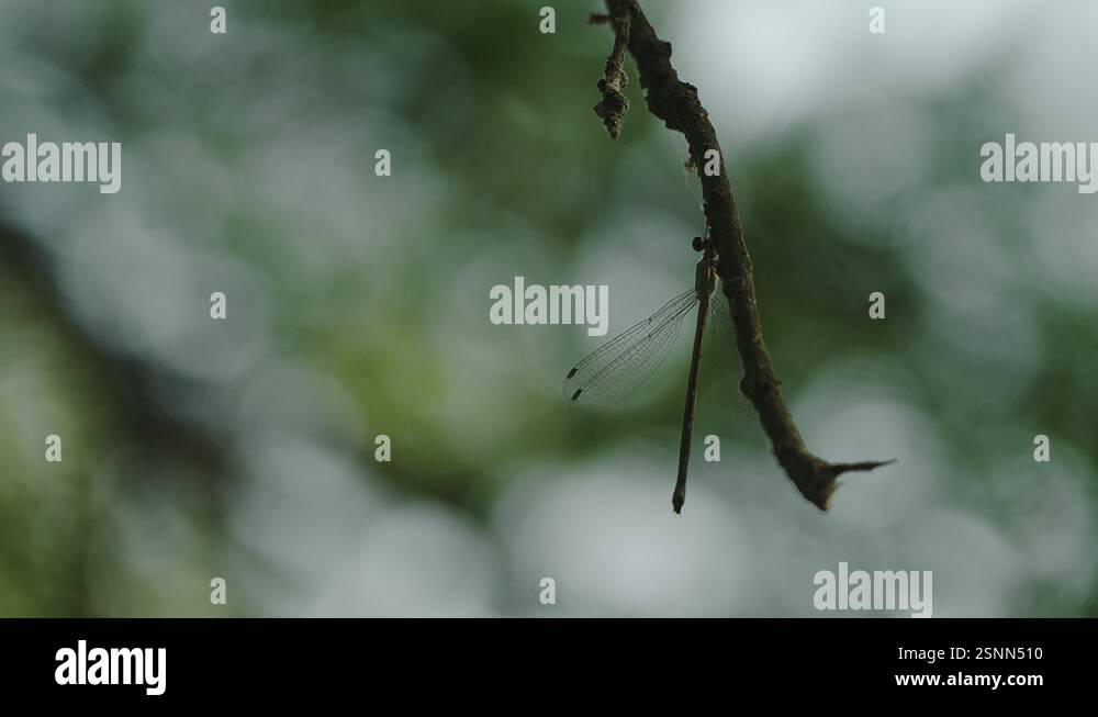 Slender spreadwing insect resting on branch Stock Video Footage - Alamy