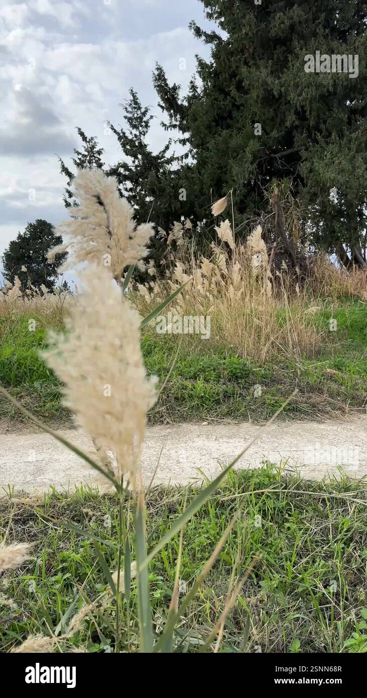 Reeds sway on wind in vertical video. Wild reed grass on the lake close ...