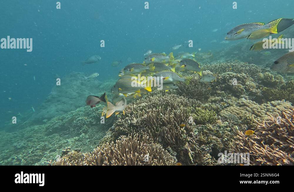 Raja ampat coral fish Stock Videos & Footage - HD and 4K Video Clips ...