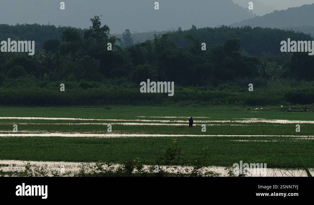 Man rowing on a bamboo raft at wetland Stock Video Footage - Alamy