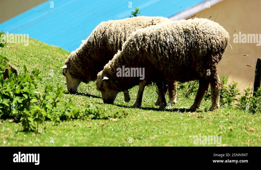sheep farming in Kenya, Sheep sustainable agriculture Stock Video ...