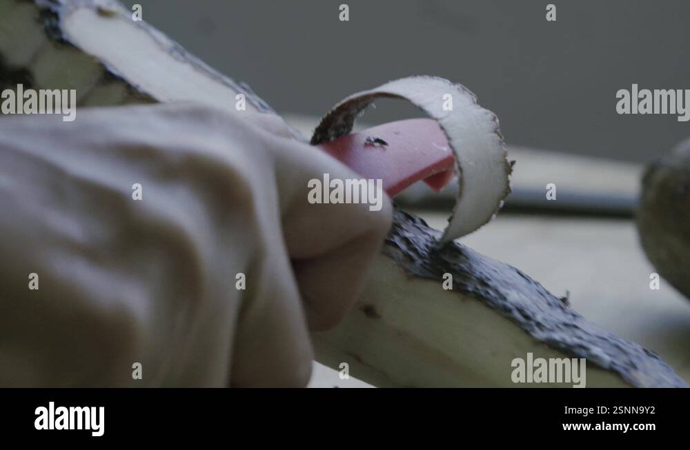 Hand peeling cassava root with a peeler showing the rough outer skin ...