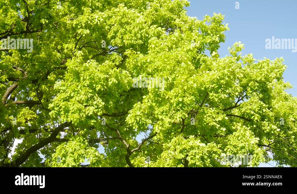 Oak tree bloom in early spring Stock Video Footage - Alamy