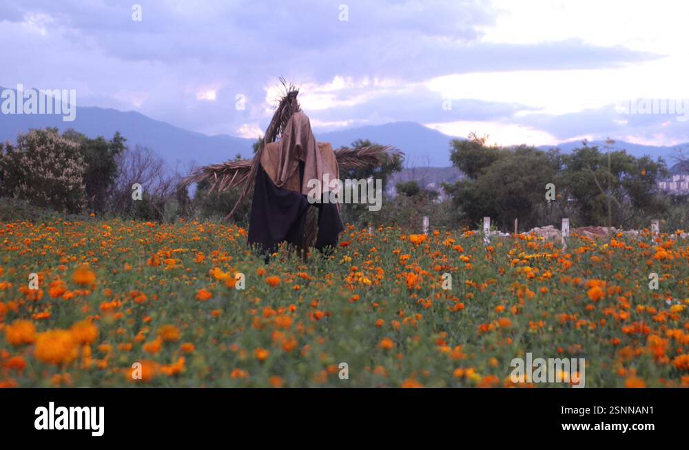 Death Scarecrow in orange field of cempasuchil flower, or the Mexican ...