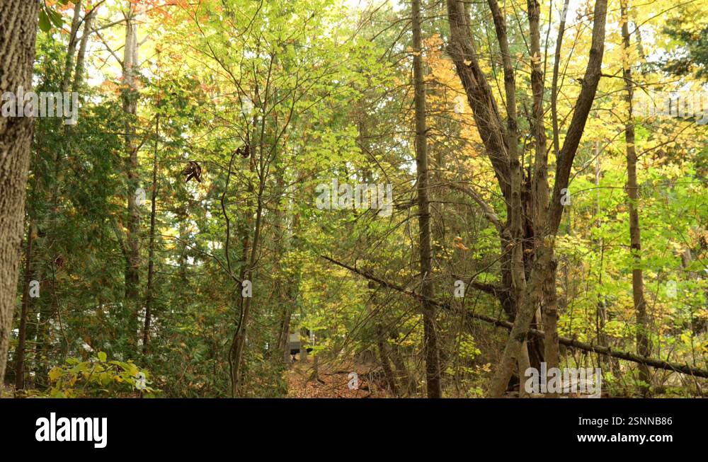Yellow Trees in the Fall in the Forest with Slight Breeze Stock Video ...