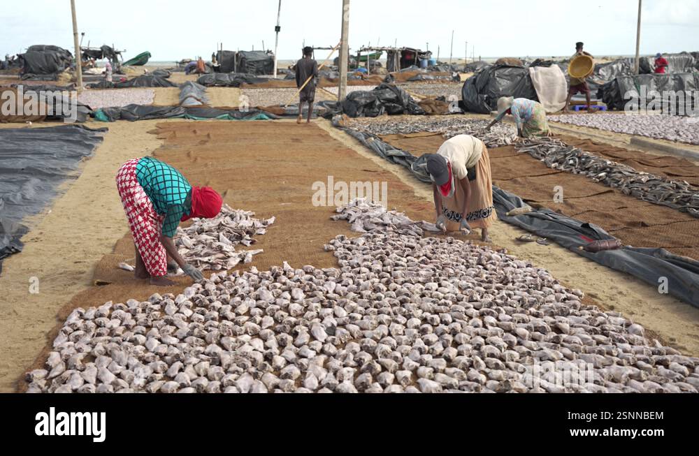 Traditional drying method Stock Videos & Footage - HD and 4K Video ...