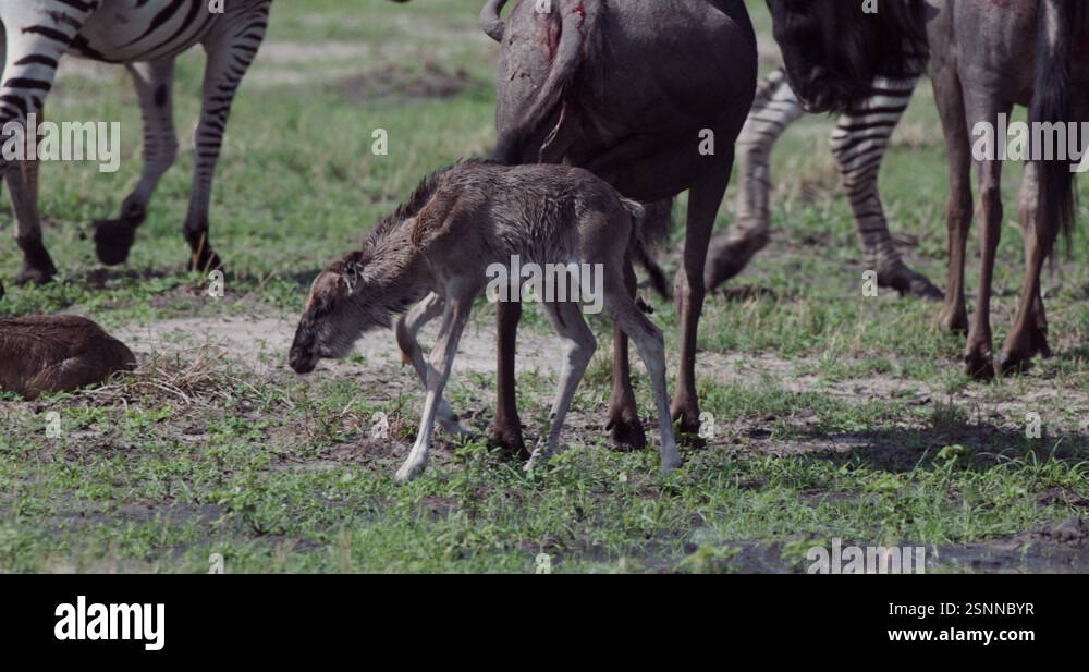 Close-up of a cute newly born young Wildebeest calf lying unsteady on ...