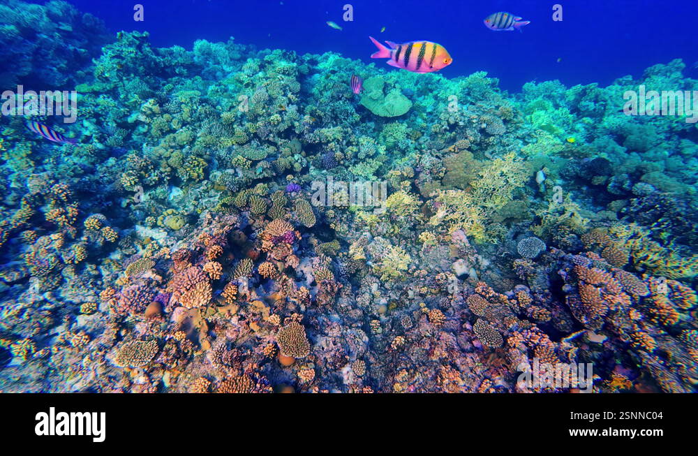 Red Sea coral reef beautiful colorful fish swimming diving POV Sharm El ...