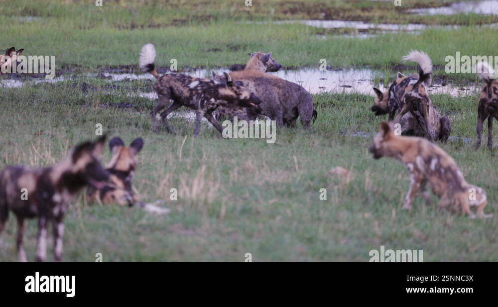 Close-up. A large pack of African Wild Dogs trying to chase off three ...