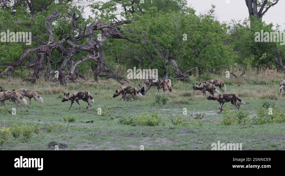 Slow motion side view. A pack of African Wild Dogs running through the ...