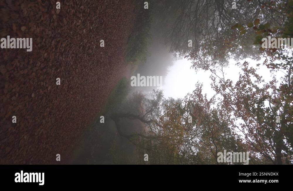 Reversing Through a Magical Misty Trail in an Autumn Woodland Stock ...