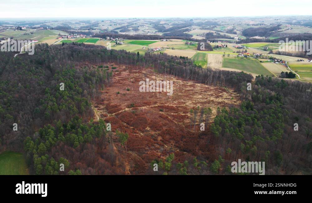 Aerial 4K drone footage of deforestation: large areas of forest being ...