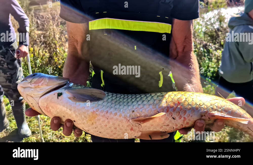 Freshwater rainbow trout Stock Videos & Footage - HD and 4K Video Clips ...