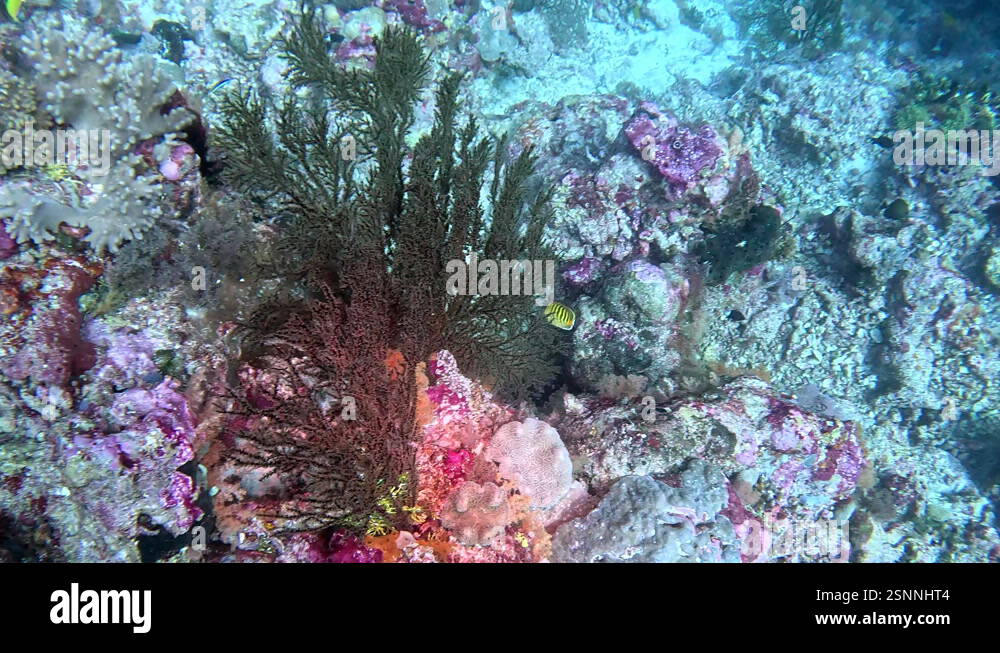 Pyramid butterflyfish swim on a coral reef in the Indo-Pacific Stock ...