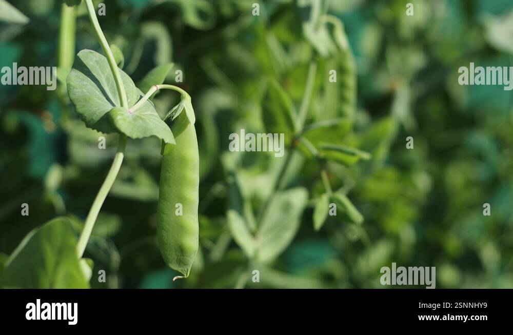 Ground one pea Stock Videos & Footage - HD and 4K Video Clips - Alamy