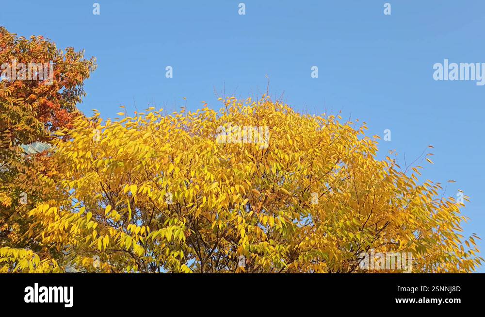 Vibrant Autumn Trees With Blue Sky In Songdo Central Park, Incheon ...