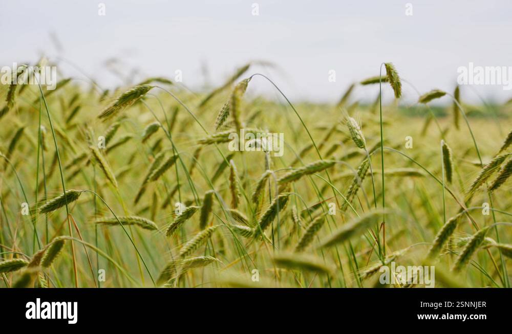 Tracking Across Barley Spikes Bent from Wind with Open Field Backdrop ...