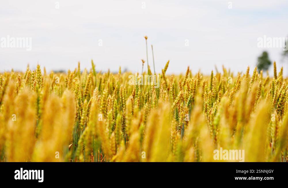 Dense Wheat Kernels Swaying in Open Field with Slow Motion View Stock ...