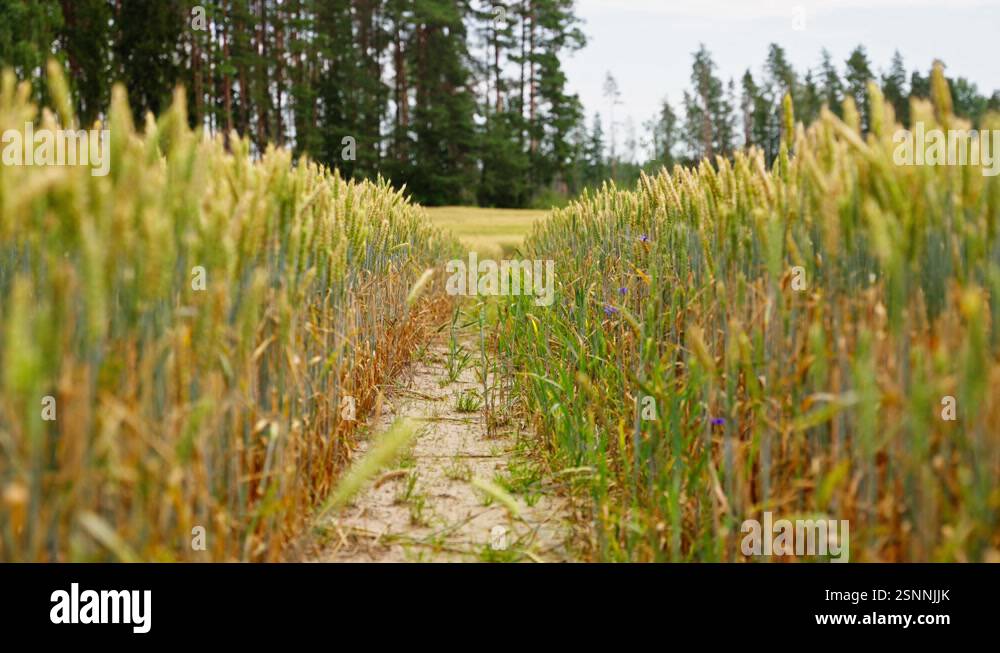 Push In Along Dirt Path Through Wheat Field with Dense Kernels Stock ...