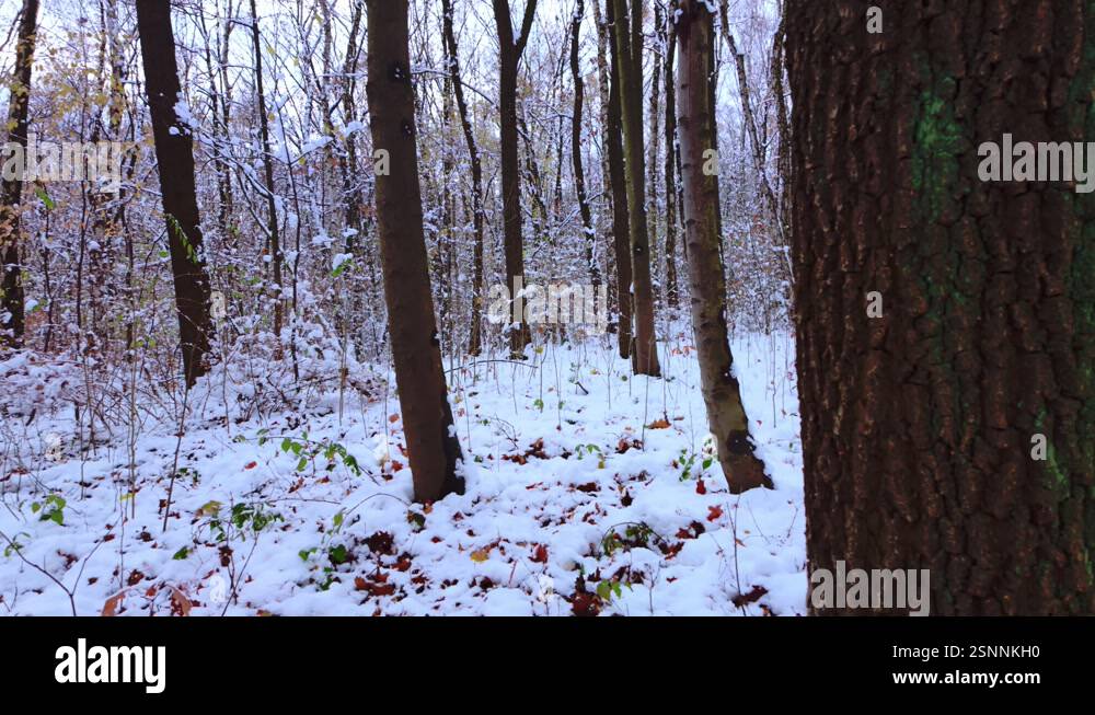 Recreational winter forest walk in the park full of snow - 4k Silesian ...