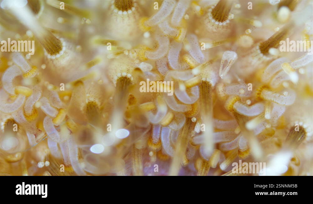 Sea urchin strongylocentrotus pallidus under microscope, phylum ...