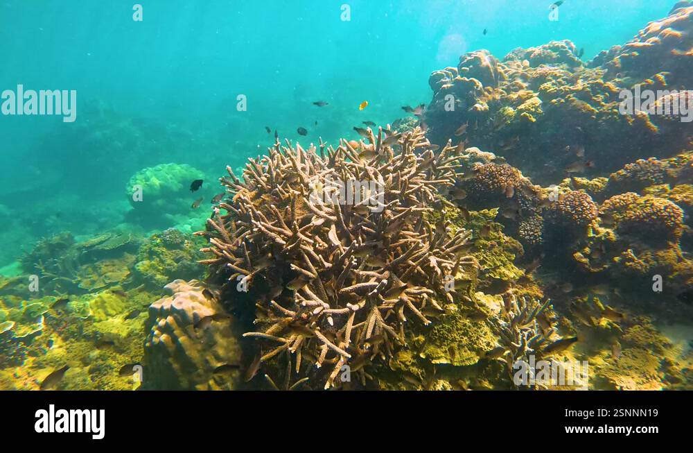 Coral reef tropical fish in sunlight in the equatorial warm waters ...