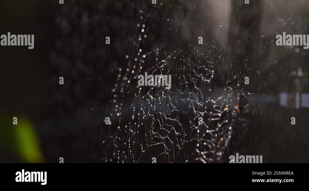 Spider web with spider testing the strands with background of water ...