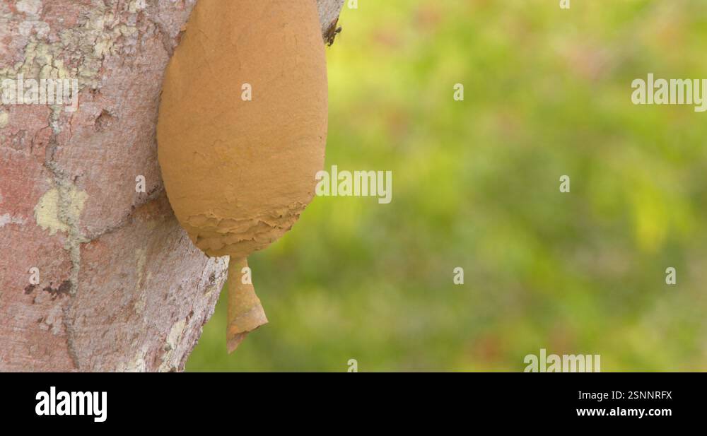 Tilt down shot showing the mud bee hive of the stingless bees , oval in ...