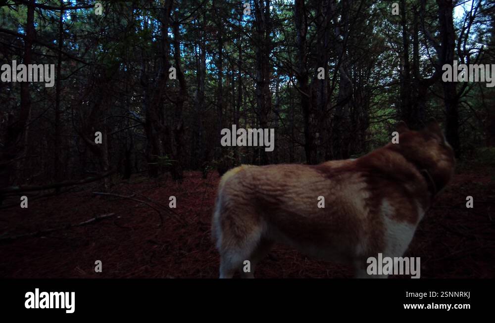 Dog exploring a dense forest during twilight near a tranquil path Stock ...