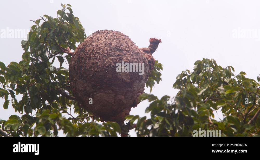 Big Mud Hive of the bees up on a tree with bees entering it and sitting ...