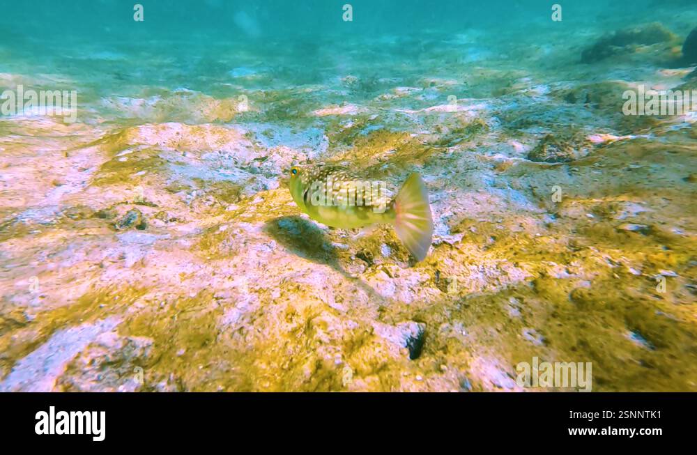 Fugu fish spot swimming along the bottom of coral reefs sand off the ...