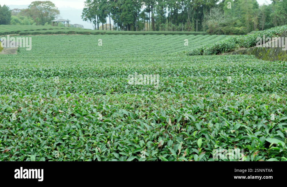 Tea plantations farm in Stock Videos & Footage - HD and 4K Video Clips ...