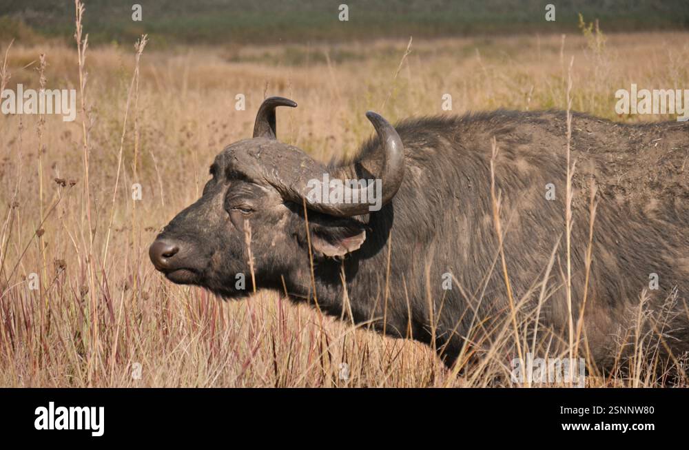 Cape Buffalo ruminating in nature Stock Video Footage - Alamy