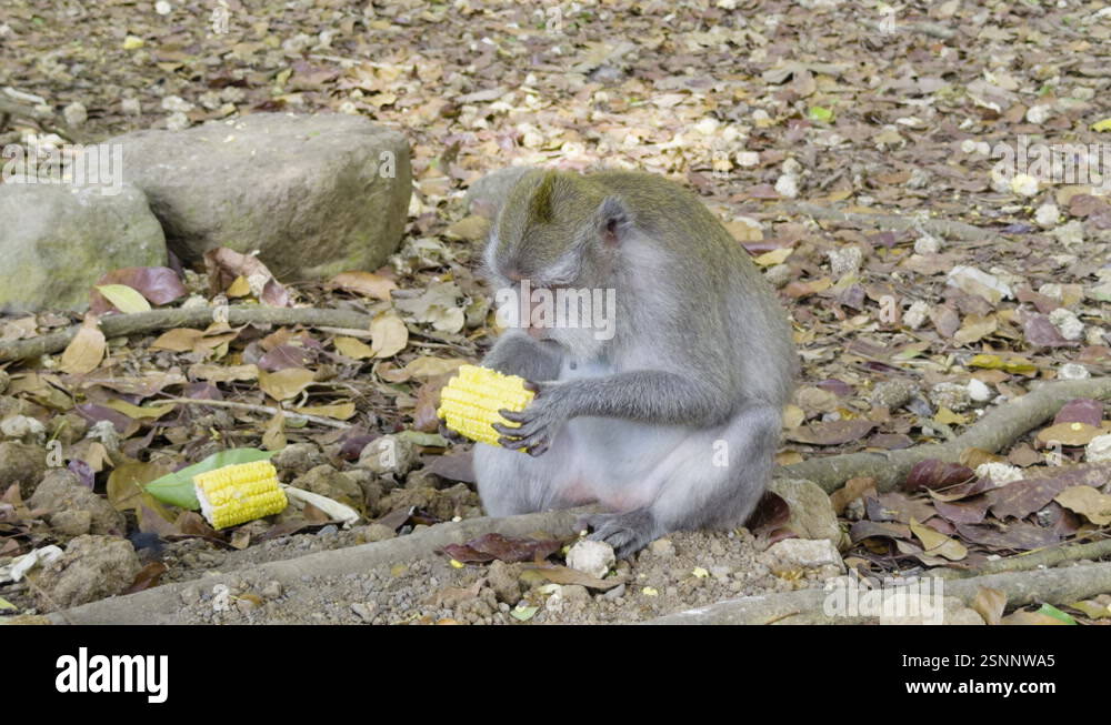 Monkey eating corn on the cob while sitting on dirt and rocks in Ubud's ...