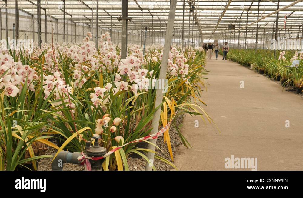 Orchidnursery Stock Videos & Footage - HD and 4K Video Clips - Alamy