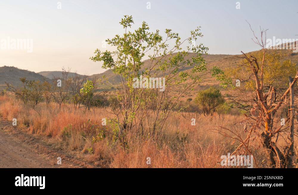 Plant of dry grasslands Stock Videos & Footage - HD and 4K Video Clips ...