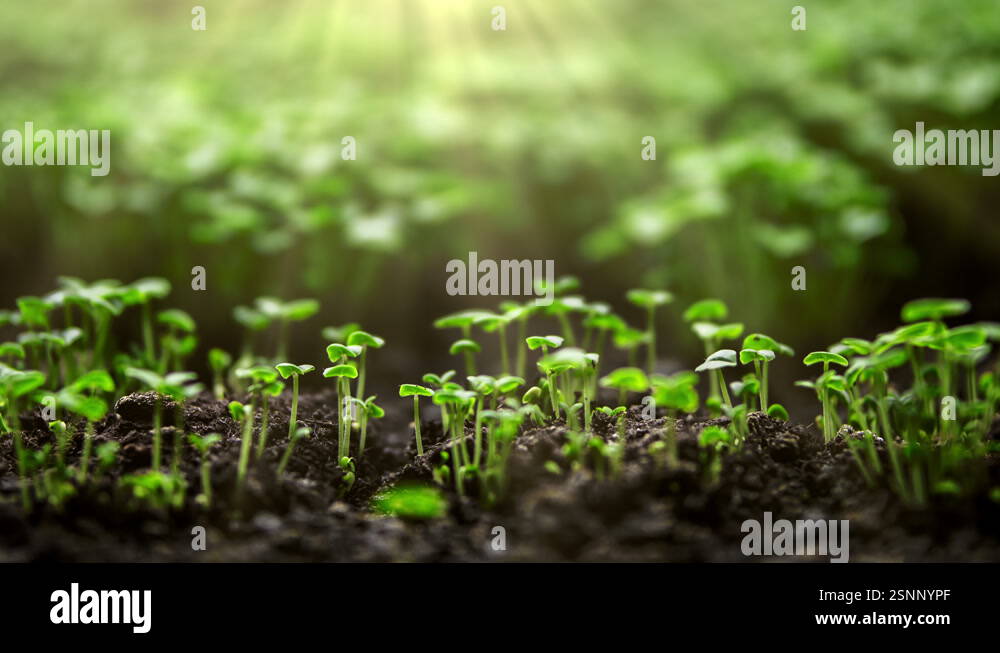 Growing plants in timelapse, Sprouts Germination, Seeds sprout through ...