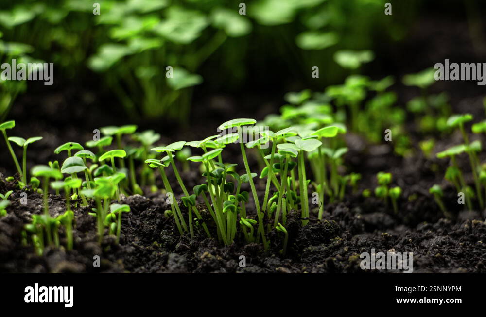 Growing plants in timelapse, sprouts germination, Cutting a sprout ...
