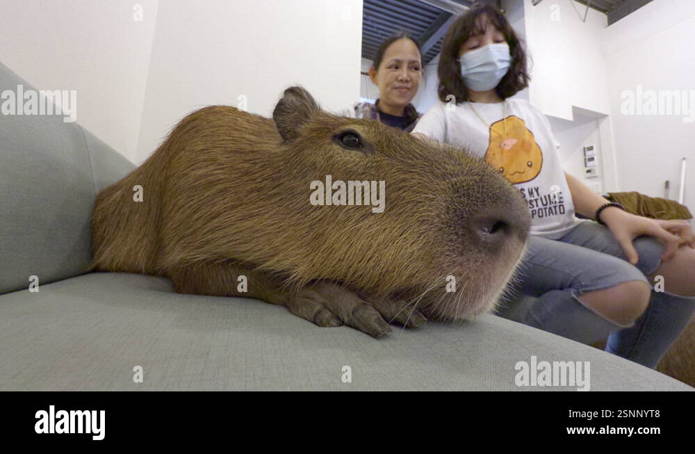 Capybara resting on a couch at Cafe Capybara in Tokyo (editorial Stock ...