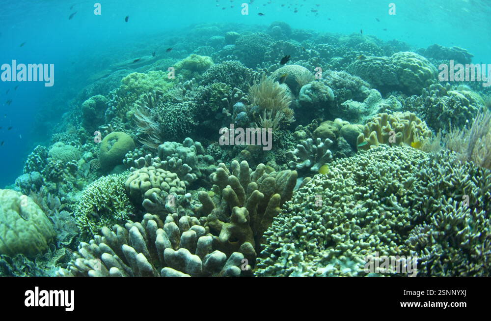 A Biodiverse Coral Reef Thrives in Bunaken National Park, Indonesia ...