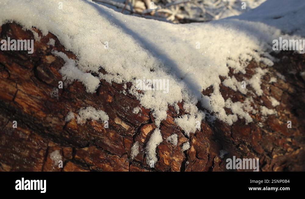 Close up footage of a pine tree covered with soft snow in sunshine ...