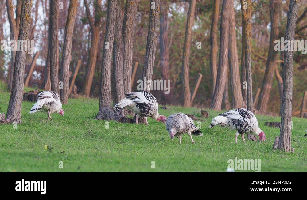 Free range turkeys feeding on the green grass meadow Stock Video ...