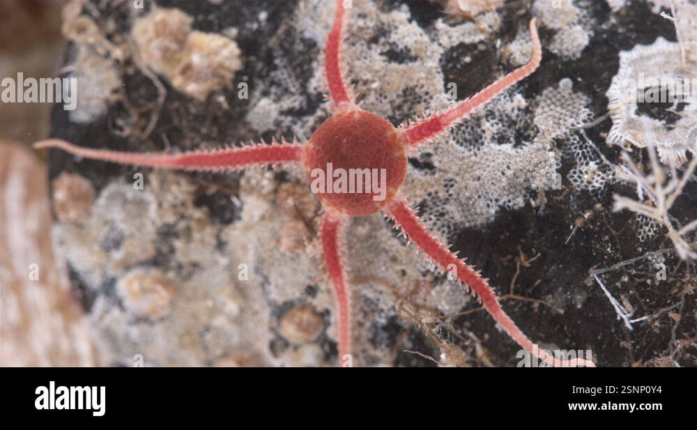 Stegophiuranodosa Stock Videos & Footage - HD and 4K Video Clips - Alamy